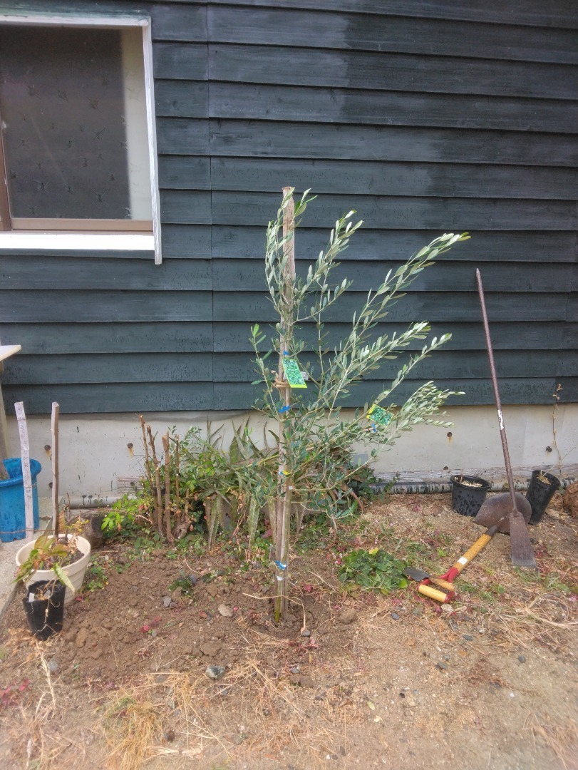 今日でなくて良かった: 愚理夢園通信2